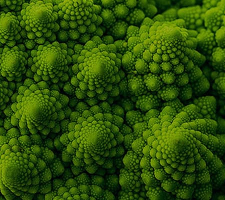 Fractality. What the principle of fractality is